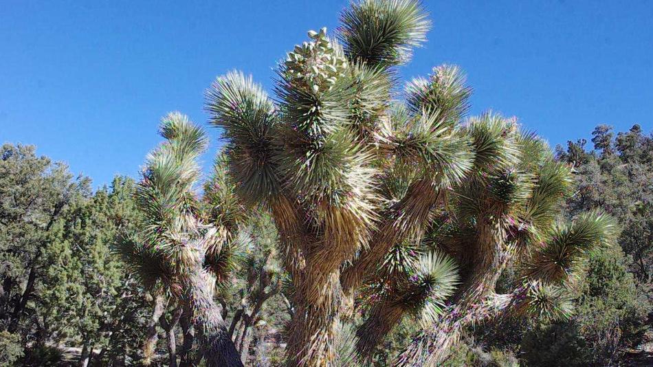 Yucca brevifolia, Joshua Tree.