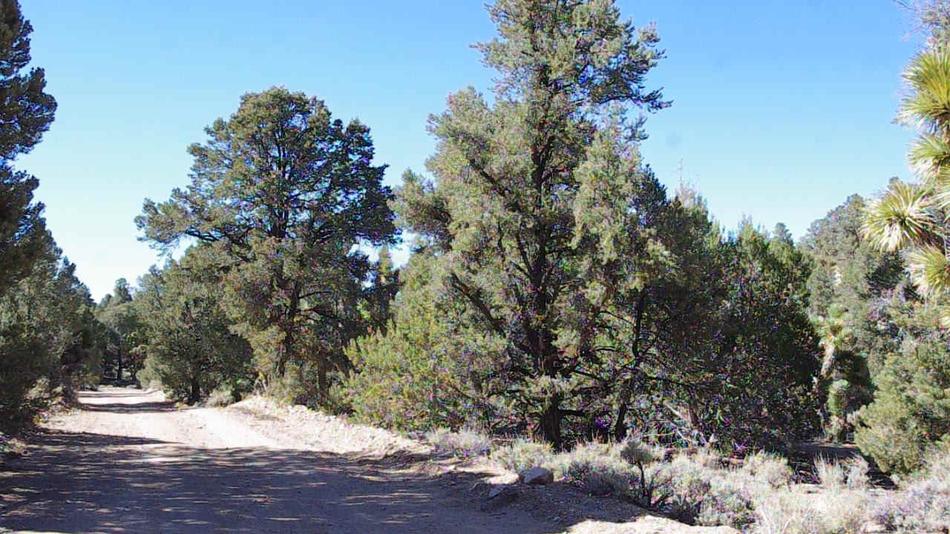 Pinus monophylla, Pinyon Pine.