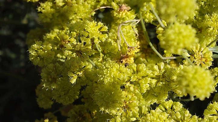Eriogonum umbellatum, Sulphur Flower buckwheat.