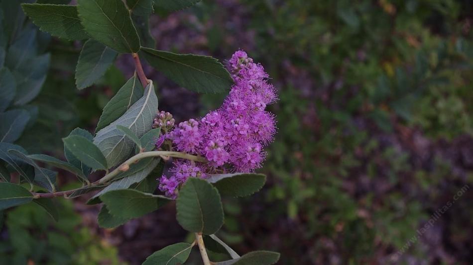Spiraea douglasii, Western Spiraea.