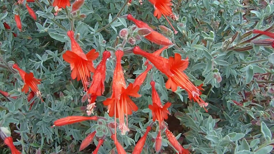 California Fuchsia, Zauschneria or Epilobium