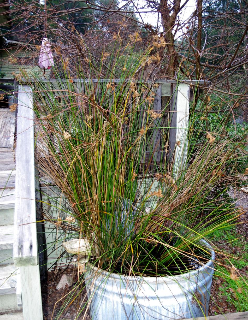 Juncus textilis, Basket Rush.