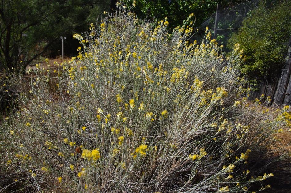 chrysothamnus nauseosus