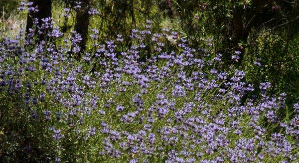 The Fragrant Garden - A word on the fragrance of California native plants.