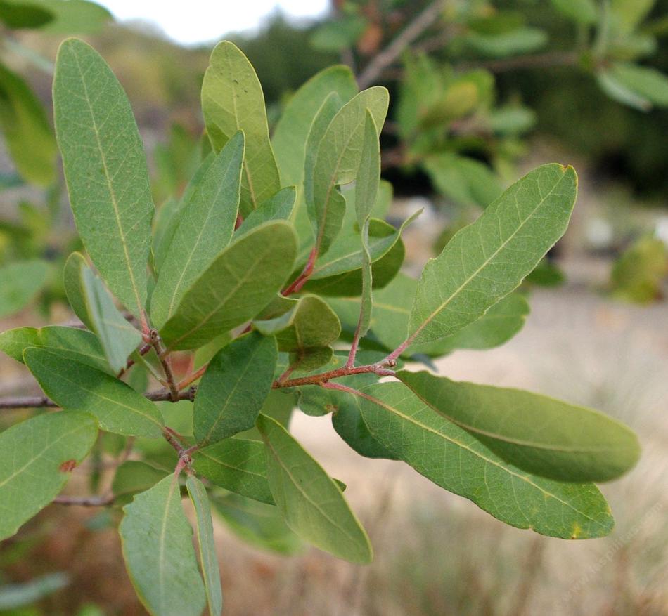 Quercus Engelmannii
