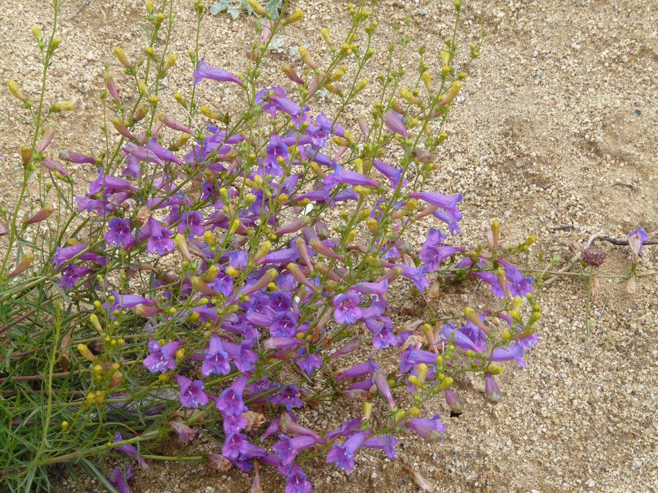 Penstemon heterophyllus, Foothill Penstemon.
