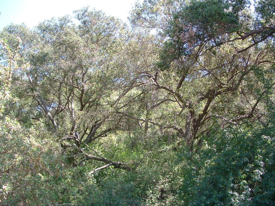 California Southern oak woodland exists in many areas of inland ...