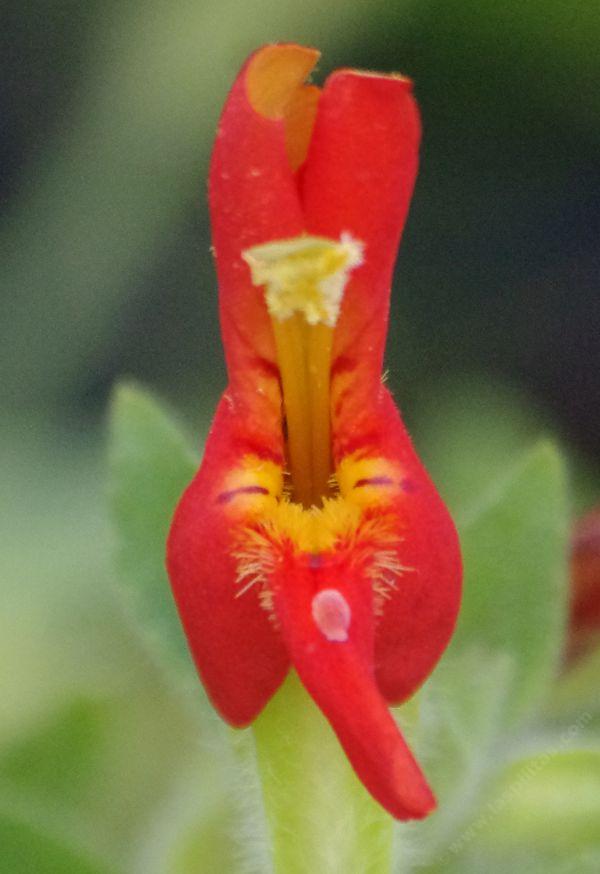 Mimulus cardinalis, Scarlet Monkey Flower.