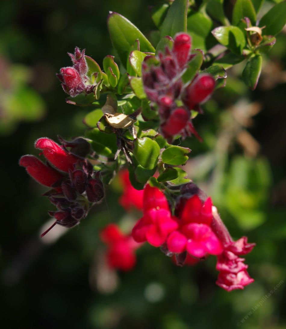 Galvezia speciosa, Island Snapdragon.