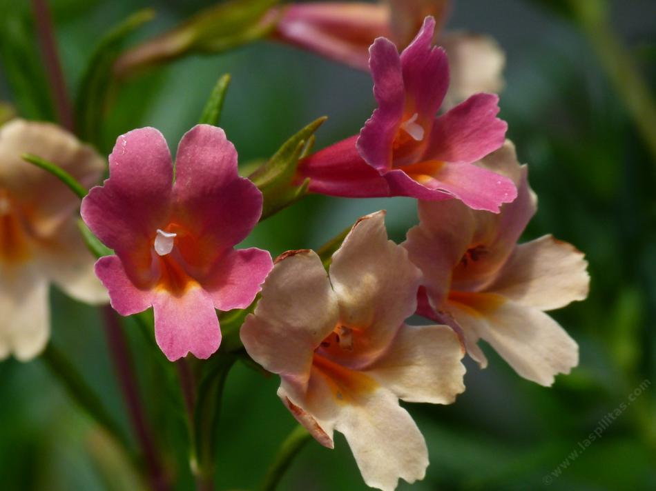 Diplacus puniceus 'Penelope', Penny's Monkey Flower.