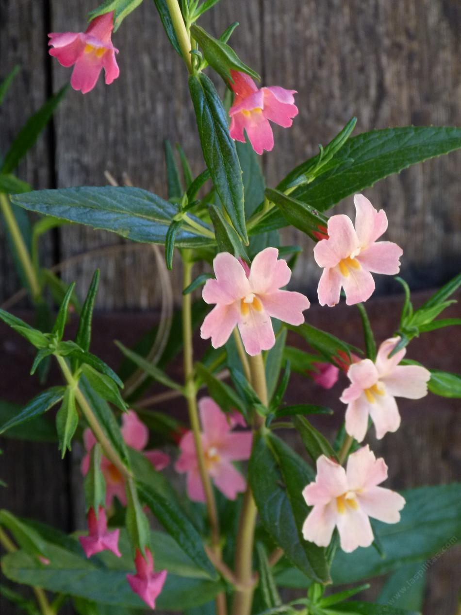 Diplacus puniceus 'Penelope', Penny's Monkey Flower.