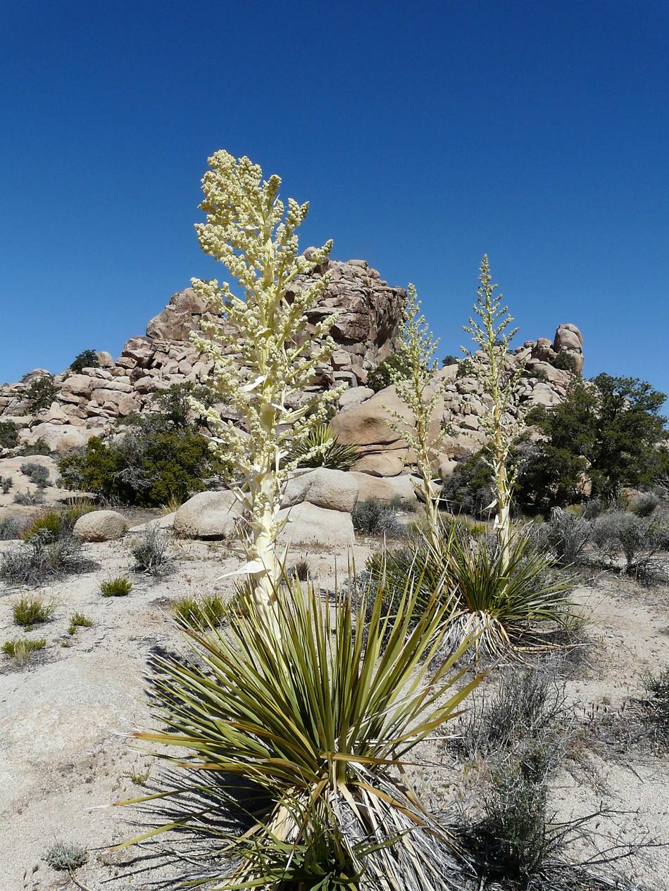 Yucca whipplei, Quixote Plant.