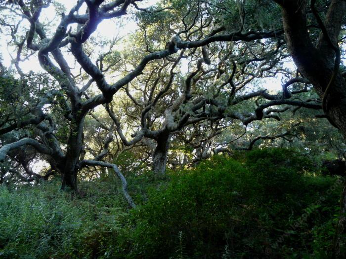 Quercus agrifolia, Coast Live Oak.