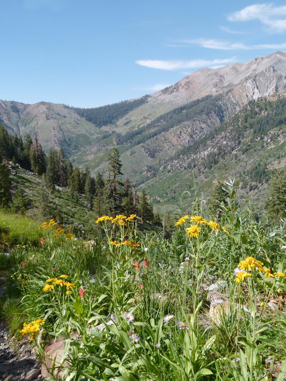 Pictures of California Plant Communities