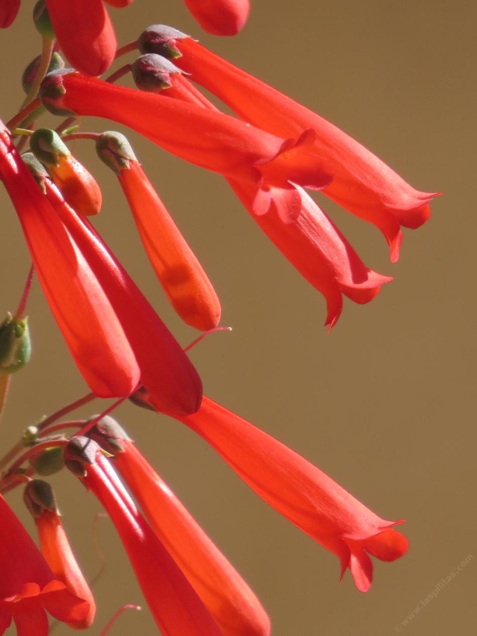 Penstemon centranthifolius, Scarlet Bugler.