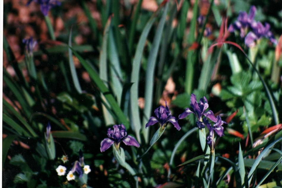 Iris douglasiana 'BB', Deep Blue Douglas Iris.