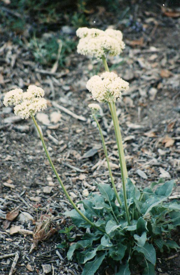 Eriogonum compositum, Northern Buckwheat.