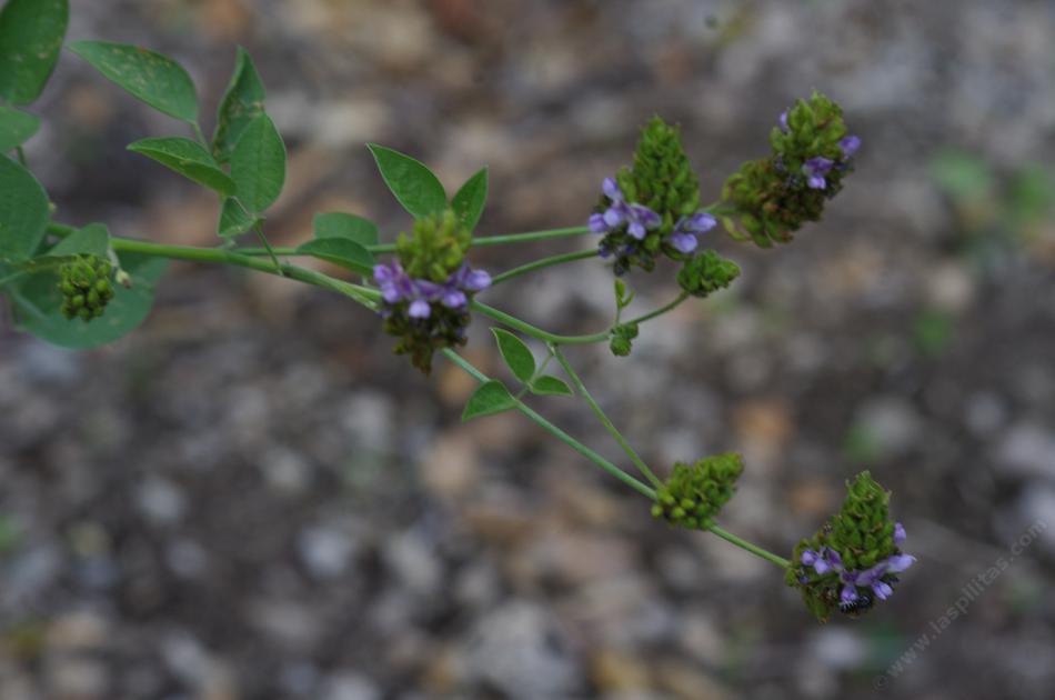 Psoralea macrostachya, Leather Root.
