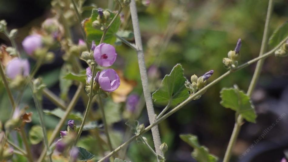 Malacothamnus fasciculatus, Bush mallow.