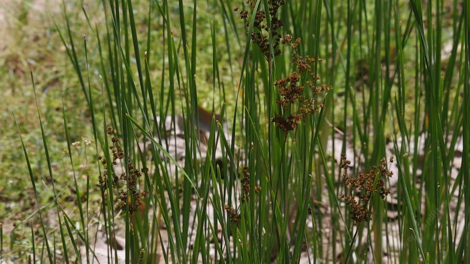 Juncus xiphioides, Iris Leaved Rush.