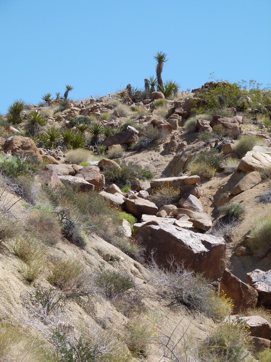 Viguiera deltoidea var. parishii, Desert Sunflower.