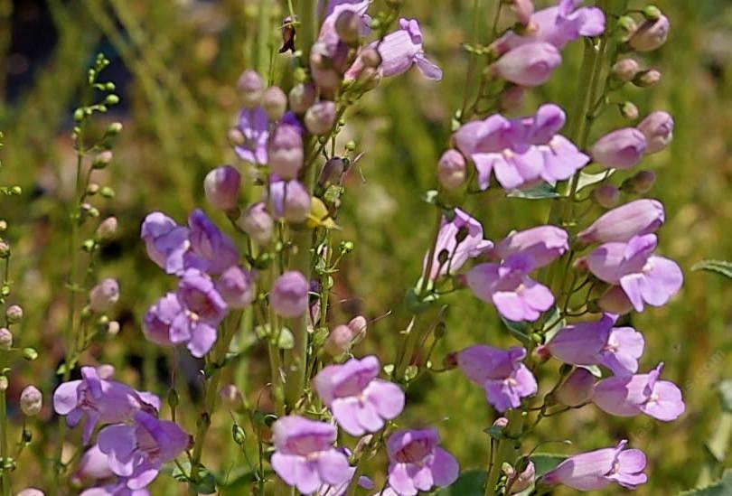 Penstemon palmeri, Balloon Flower.