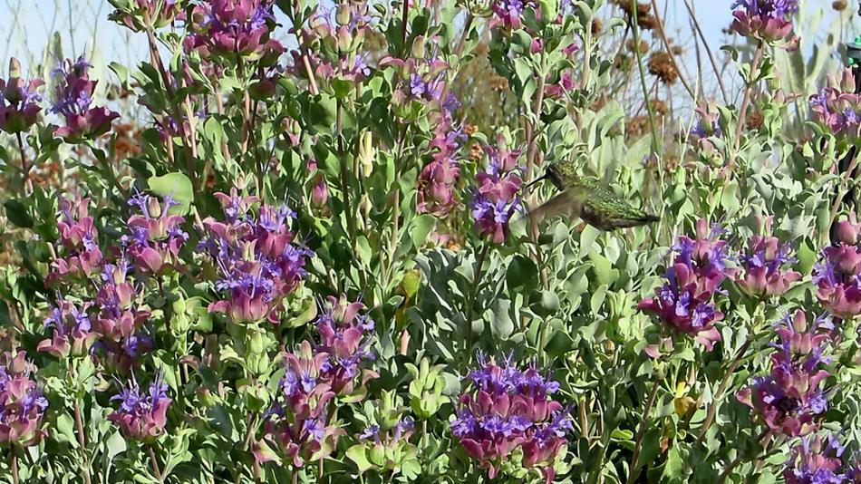 Salvia pachyphylla, Rose Sage.