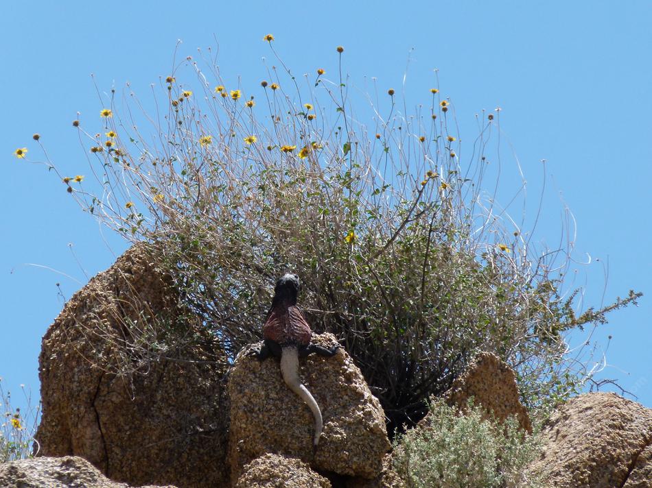 Viguiera deltoidea var. parishii, Desert Sunflower.