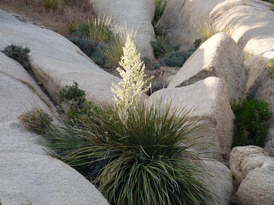 Yucca schidigera, Mojave Yucca.