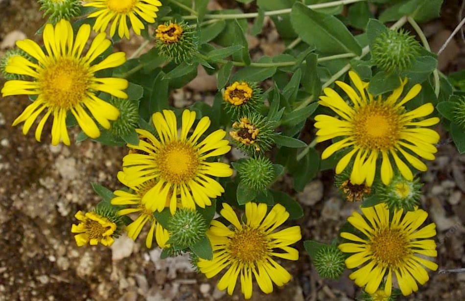 Grindelia stricta var. venulosa, Coastal Groundcover Gum Plant.