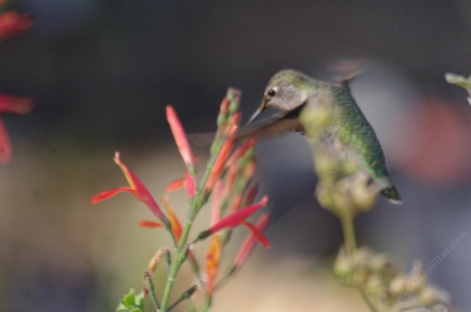 Beloperone californica, Chuparosa.
