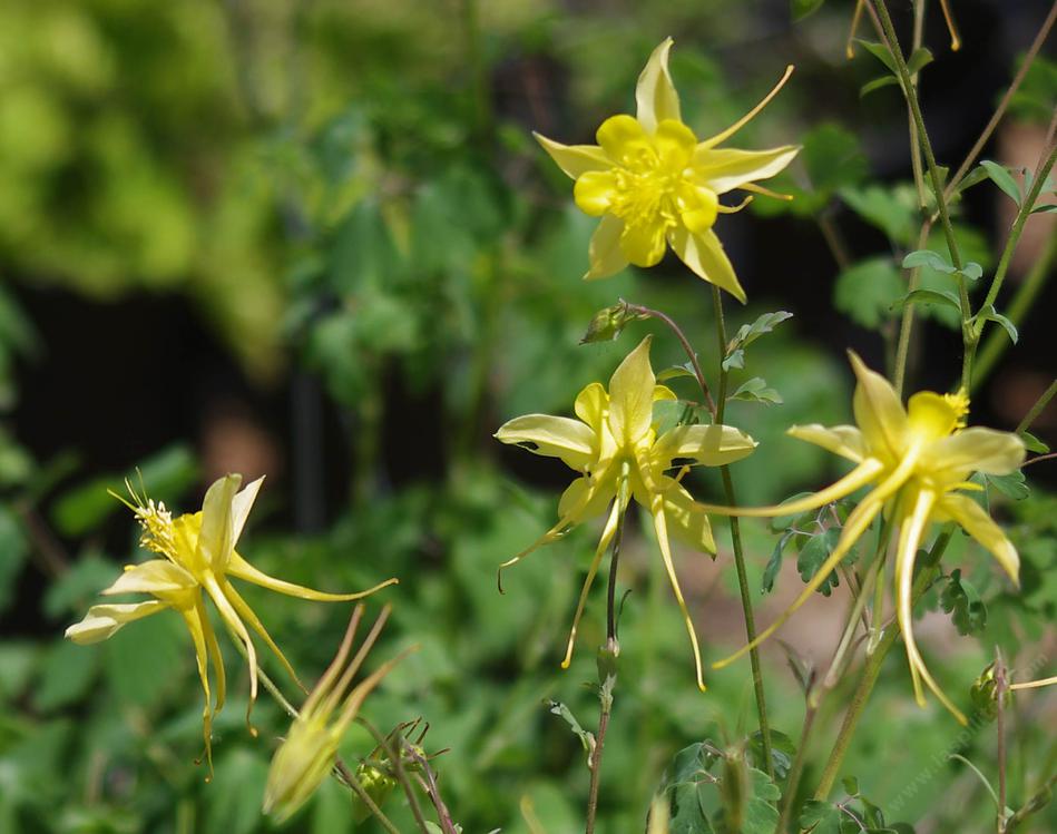 Aquilegia pubescens, Sierra Columbine.