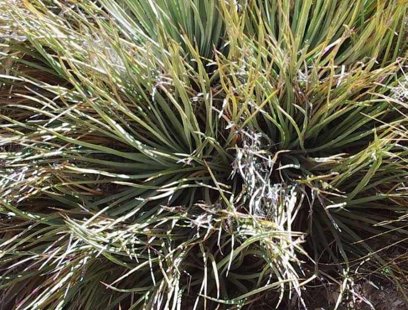 Yucca whipplei var. caespitosa, Chaparral Yucca.