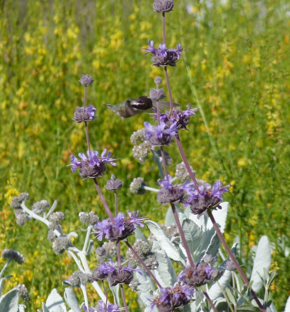 Salvia 'Pozo Blue', Grey Musk Sage.