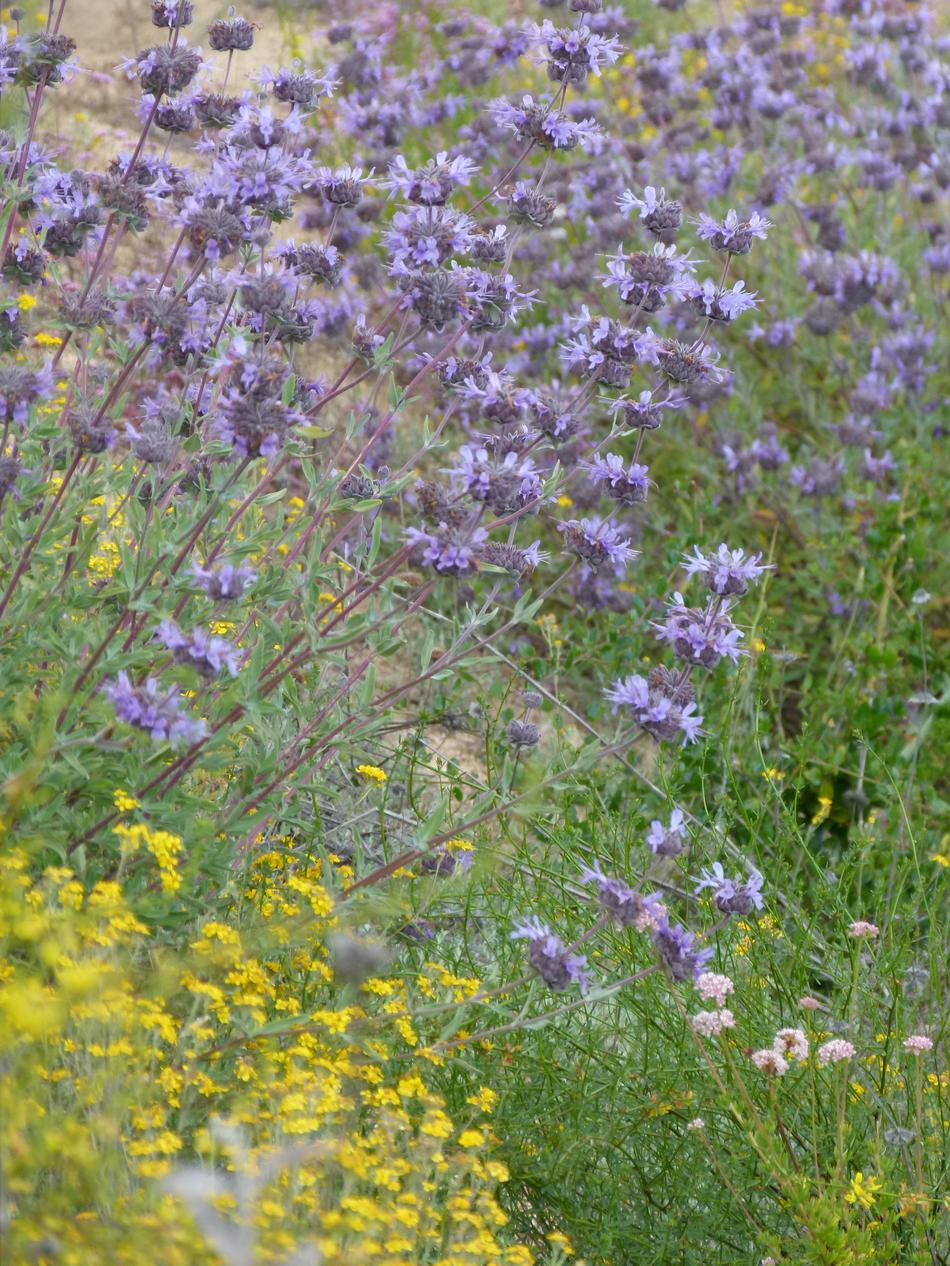 Salvia 'Pozo Blue', Grey Musk Sage.