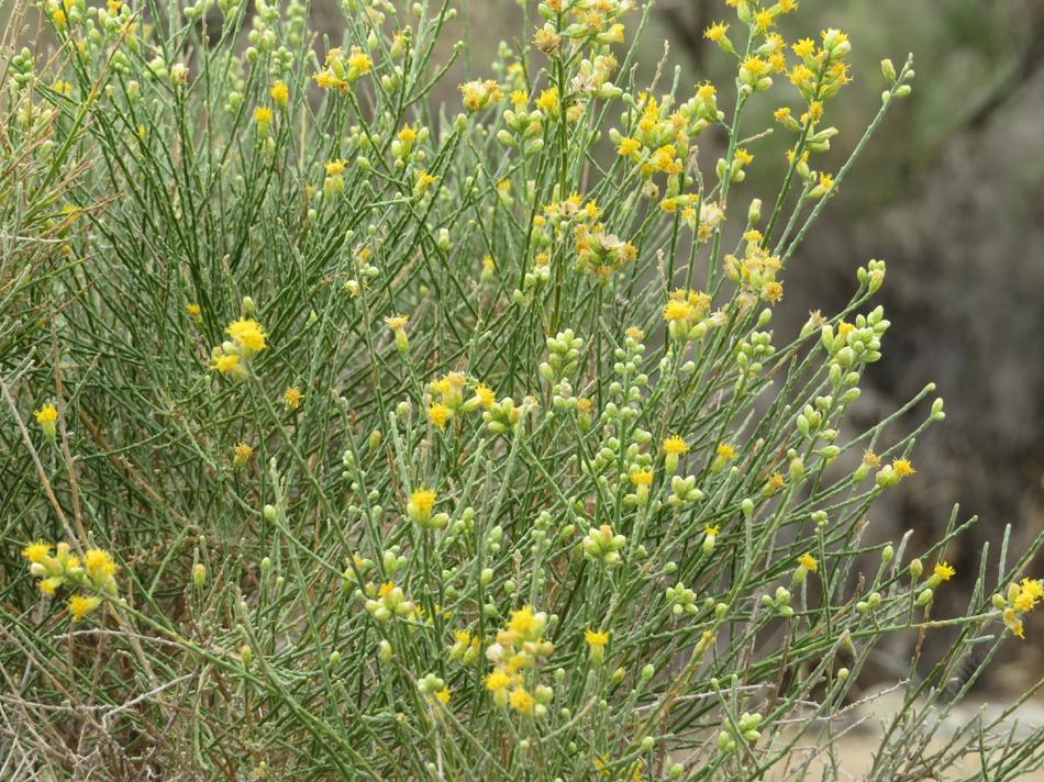 Lepidospartum squamatum, Scale Broom.