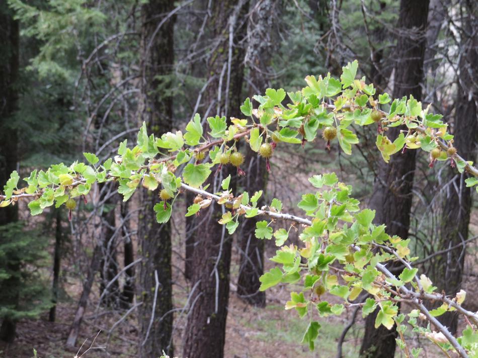 Ribes roezlii, Sierra Gooseberry.