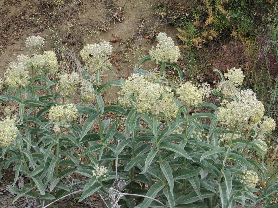 Milkweed The Movie
