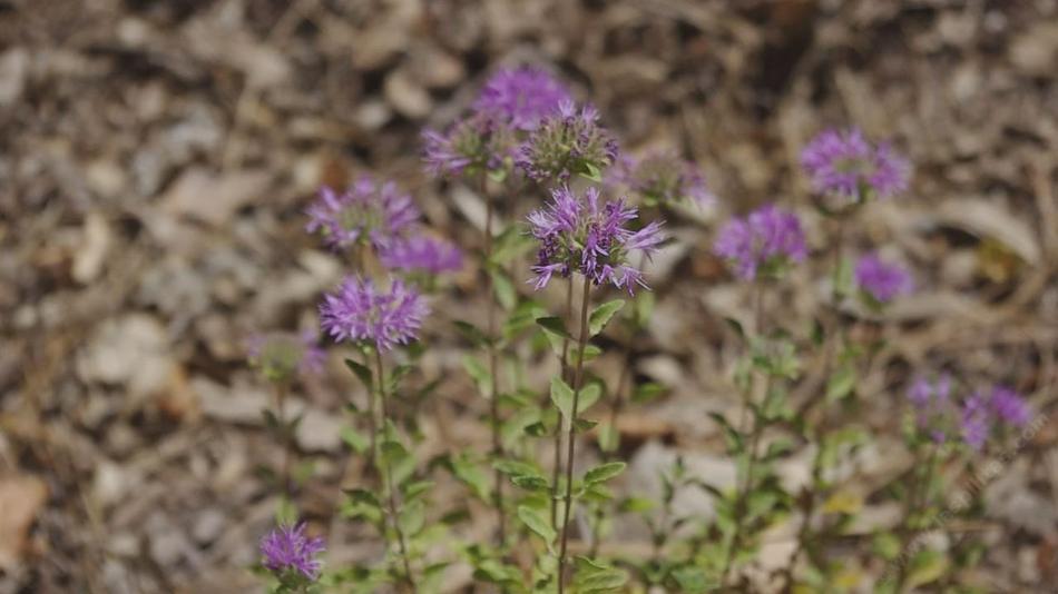 Monardella subglabra, Butterfly Mint Bush.