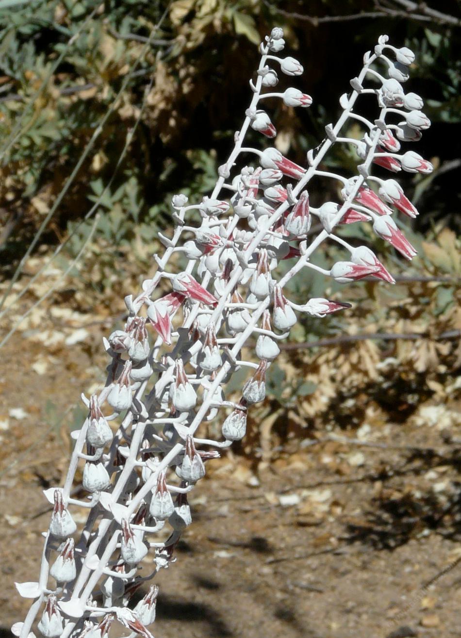Dudleya pulverulenta, Chalk Liveforever.
