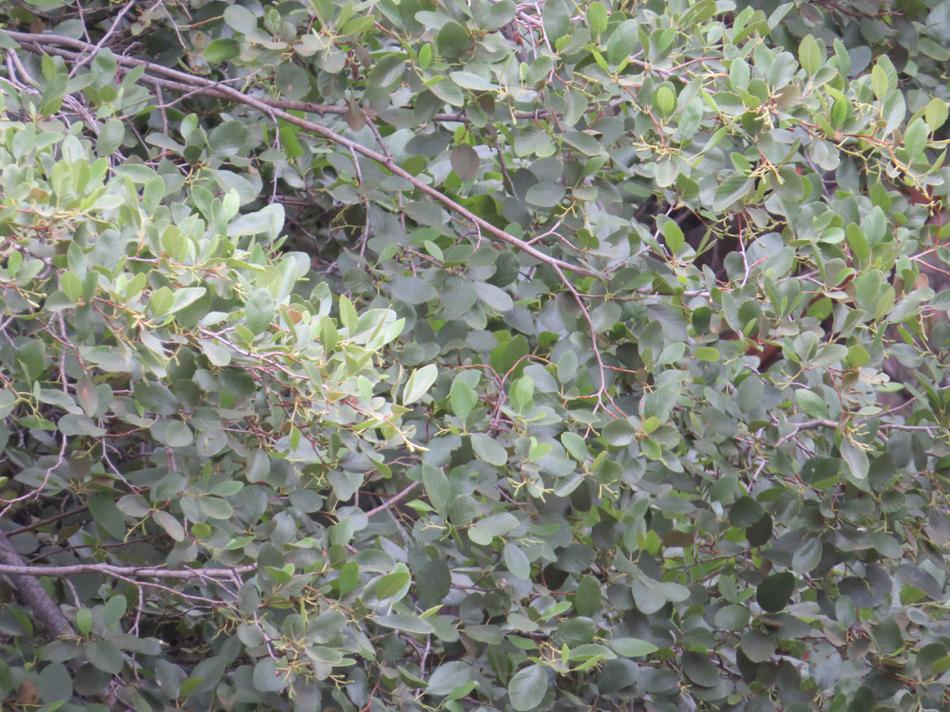 Alnus rhombifolia, White Alder.