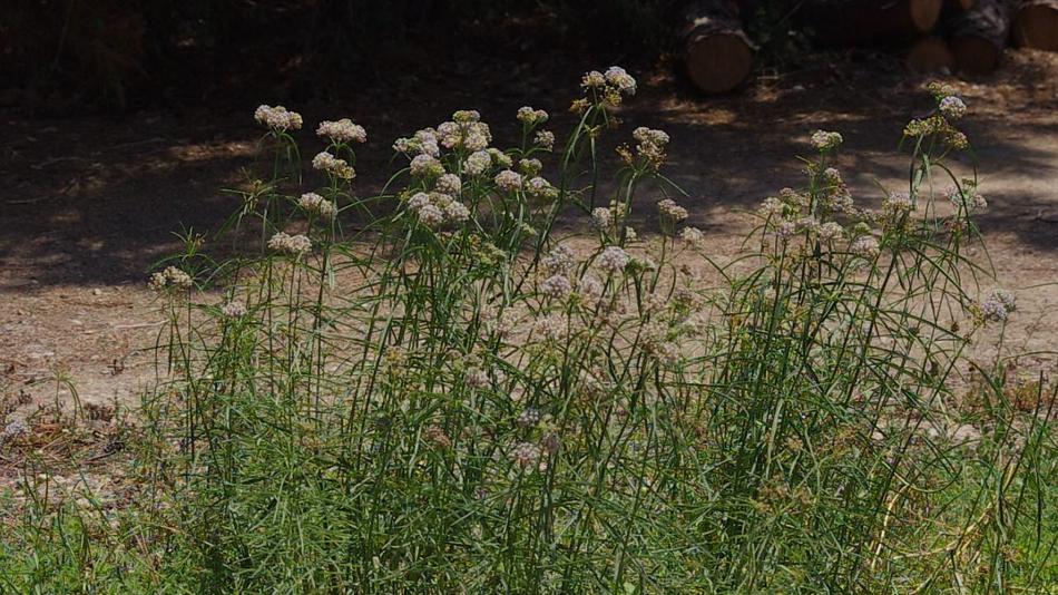 Asclepias fascicularis, California Narrow-Leaf Milkweed.