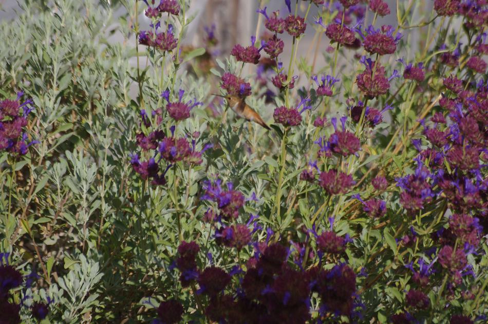 Salvia 'Celestial Blue', Purple Sage.