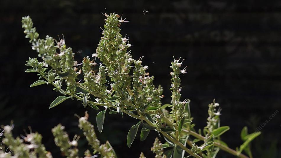 Salvia apiana var. compacta, Compact White Sage.