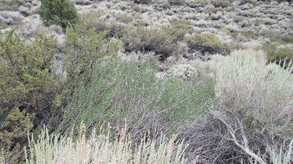 Prunus andersonii, Desert Peach.