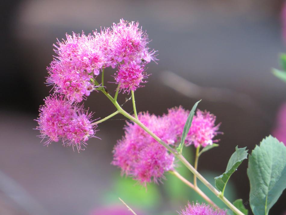 Spiraea densiflora var. splendens, Mountain Spiraea.