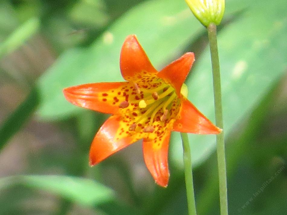 Lilium parvum, Sierra Tiger Lily.
