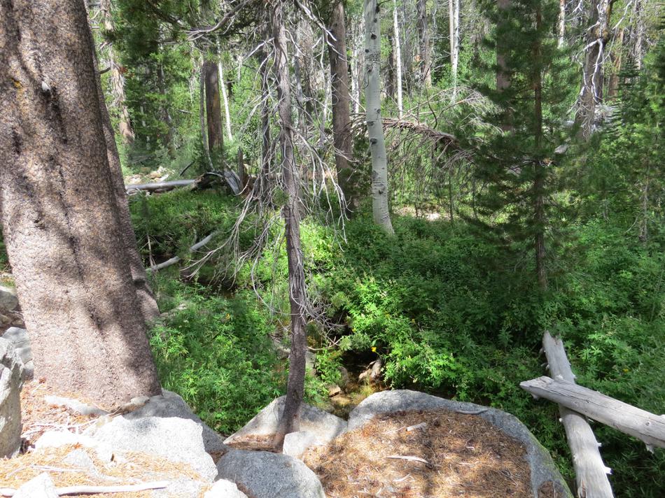 Lilium parvum, Sierra Tiger Lily.