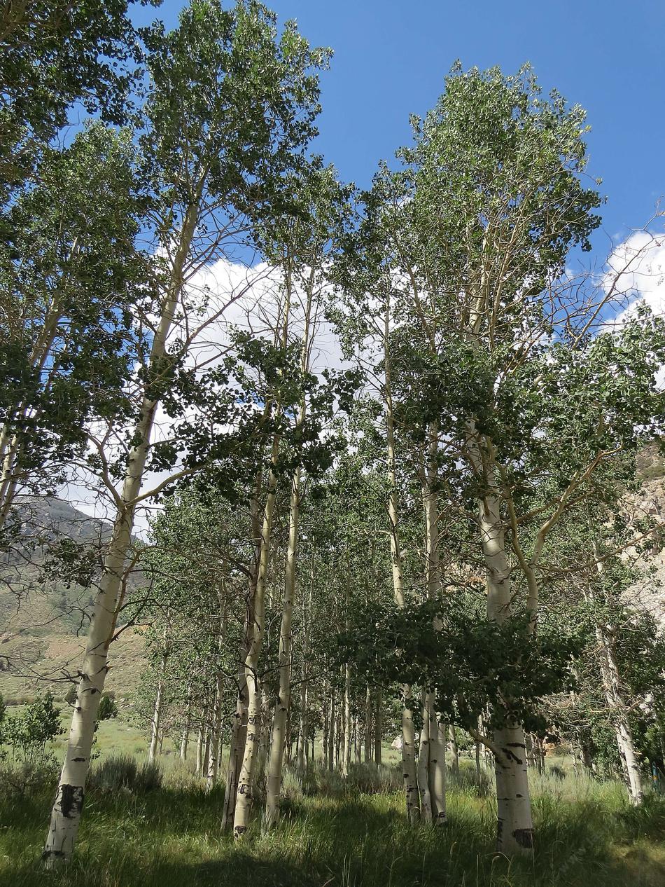 Populus tremuloides, Quaking Aspen.