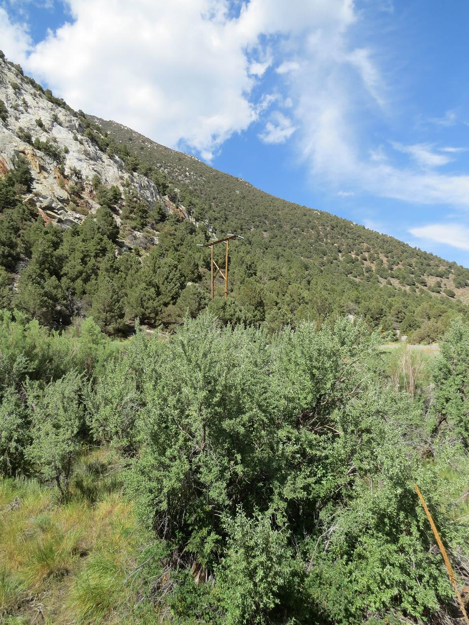 Shepherdia argentea, Silver Buffaloberry.